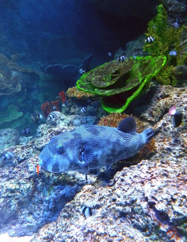 Diving Into The Southeast Asia Aquarium (S.E.A.A.) - Hungry ...